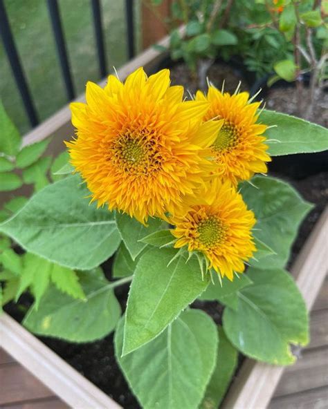 Teddy Bear Sunflowers How To Grow At Constance Woodford Blog
