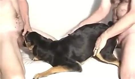 Stray Gangbang