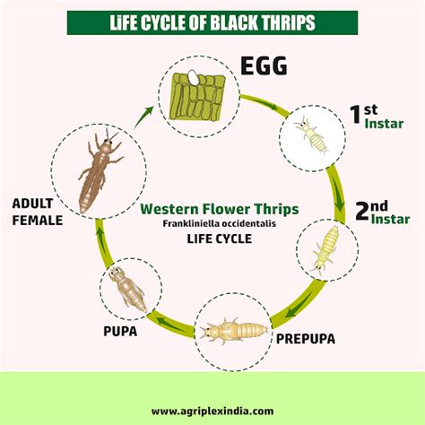 Thrips Free Harvest Proven Methods For Managing Black Thrips In Chill