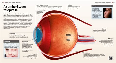 The Structure Of The Human Eyes Digital Lesson Mozaik Digital Education And Learning