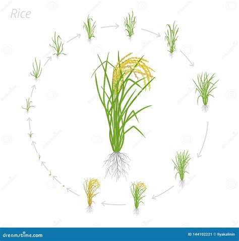 Ciclo De Vida Circular Del Arroz Etapas Del Crecimiento De La Planta De