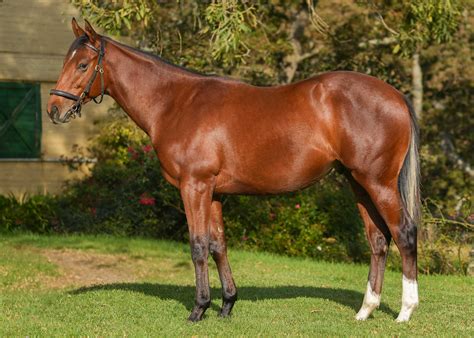 Piper Of Hamelin Bsa