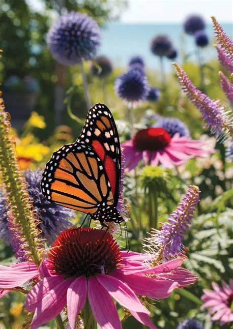 Networks In Ecosystems Mimicking Natural Ecosystems At Your Place With Self Supporting Designs