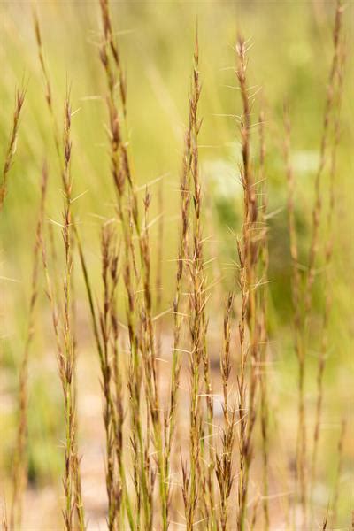 Aristida Stricta Carolina Wiregrass Fsus