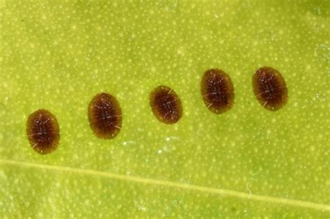 Scale Insects Detection Prevention And Control Plantura