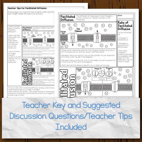 Facilitated Diffusion Doodle Diagrams Worksheets Library