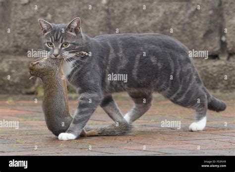 Why Does My Cat Kill Squirrels At Keith Ramsay Blog