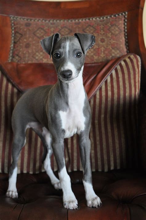 White Whippet Mini Puppy For Sale