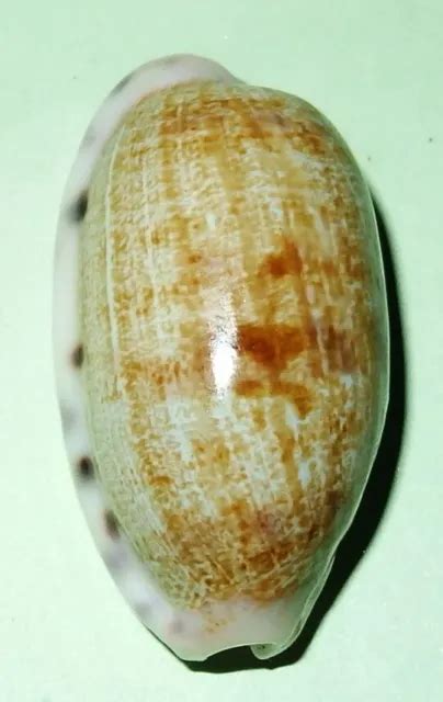 Talostolida Pellucens Cypraeidae Philippines Sea Shell 35 2mm Gem 1928 4 25 Picclick Au