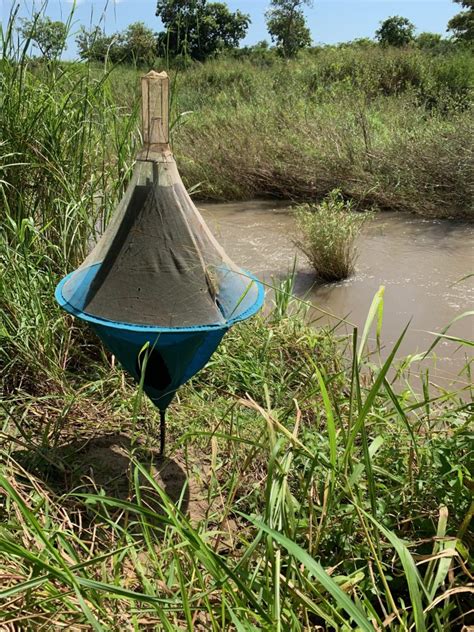 Isolated Tsetse Fly Pheromones Could Help Get Sleeping Sickness Under
