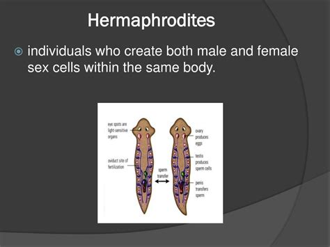 Ppt Understanding Human Reproduction A Comprehensive Guide Powerpoint Presentation Id2029720