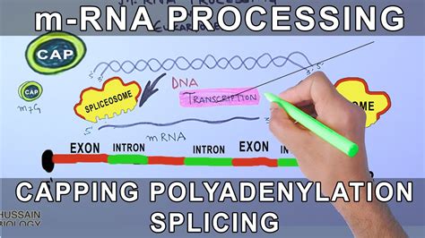 Overview Of Mrna Processing In Eukaryotes Youtube