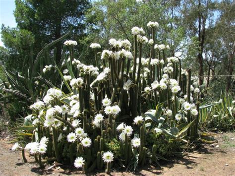 Echinopsis Spachiana Alchetron The Free Social Encyclopedia