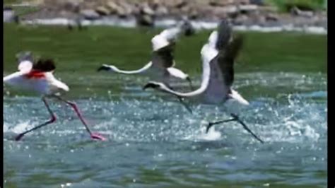The Great Flamingo Escape Massive Nature Bbc Earth Youtube