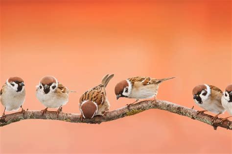 Top 20 Small Birds Of England Identification Guide