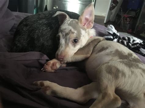 Lola Uses Pixie Berry Lulu As A Pillow Pixie Animals Dogs