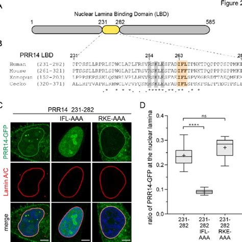 Identification Of Functional Evolutionarily Conserved Residues In The Download Scientific
