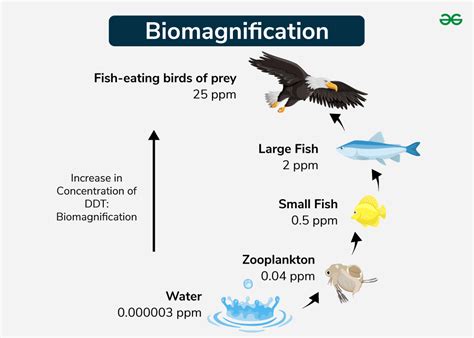Biomagnification Activity Ddt In The Ecosystem