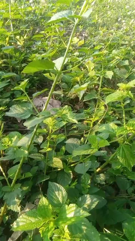 荨麻草批发 广东中山荨麻草 500元斤野生荨麻 一亩田