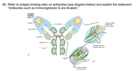 Solved Refer To Antigen Binding Sites On Antibodies See