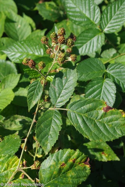 Rubus Macrophyllus • Floravegeu