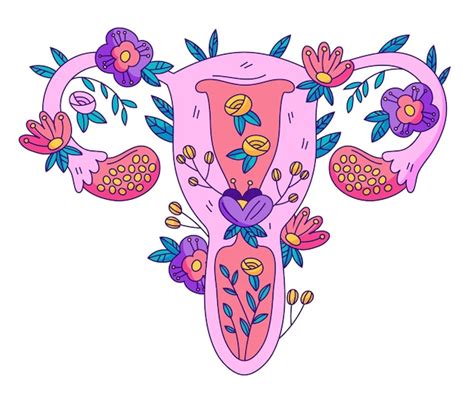 Free Vector Illustrated Female Reproductive System