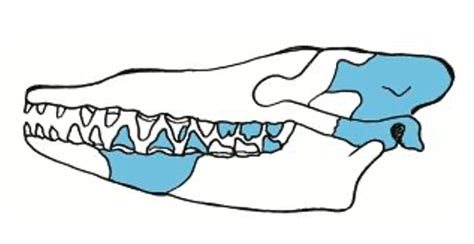 The Tale Of The Walking Whale Answers In Genesis