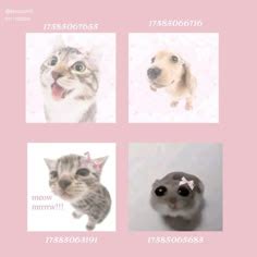 Cute Cat Roblox Decals