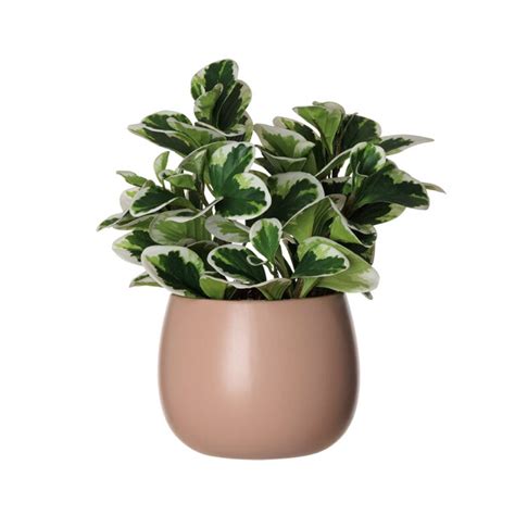 Artificial Dark Grasses In A Blue Pot Décors Véronneau