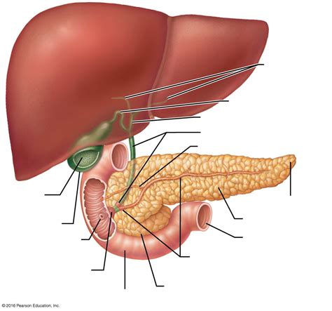 Respiratory And Digestion Lab Quiz 13 Diagram Quizlet