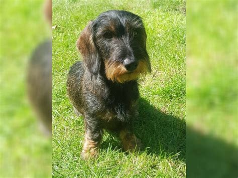 Züchter Im Vdh Ute Senning Die Offizielle Website Für Vdh Welpen