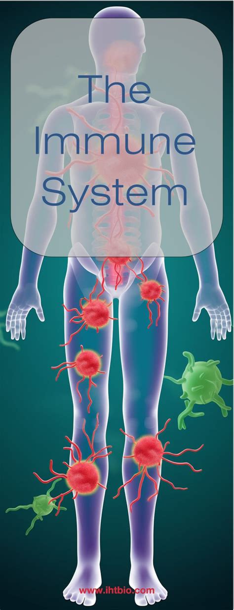 Understanding The Immune System Parts Immune System Human Body