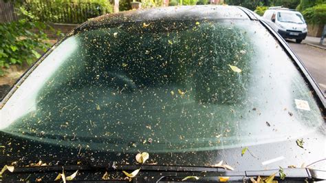 Avoid Damaging Your Car By Using Online Hacks To Clean Tree Sap