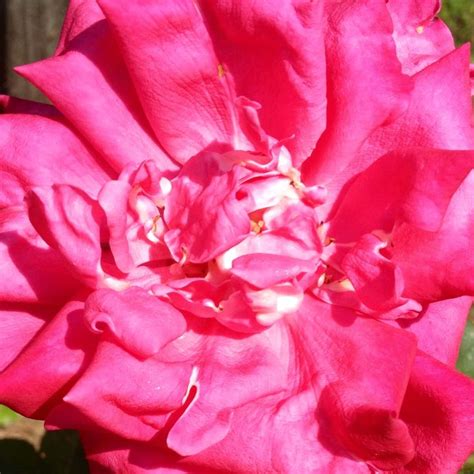 Elizabeth Taylor Rose At Windy Corner