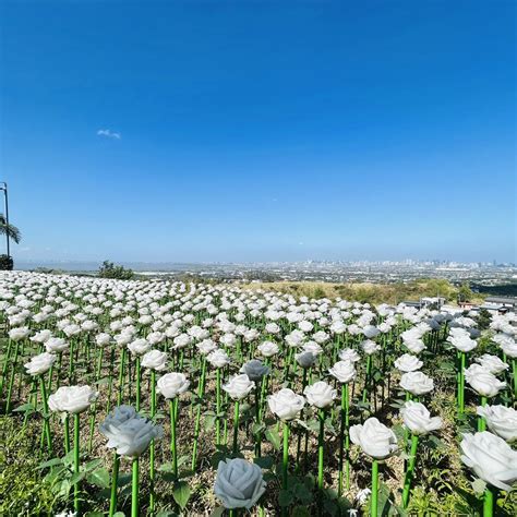 2026 Updated List Best Overlooking Cafe In Angono Rizal