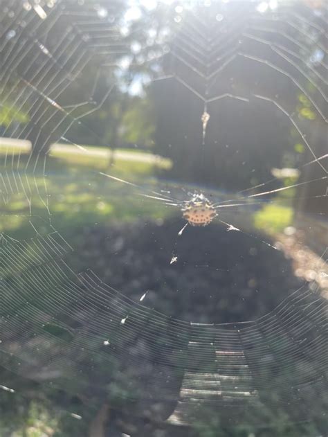 Any Scps Looking Like A Minion Rscp