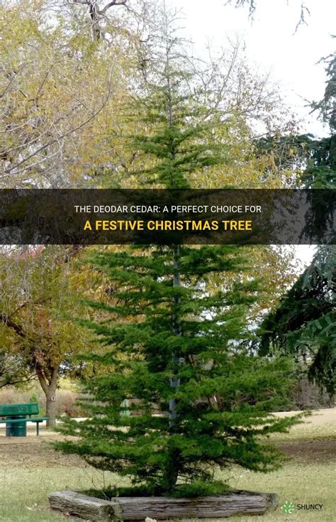 The Deodar Cedar A Perfect Choice For A Festive Christmas Tree Shuncy