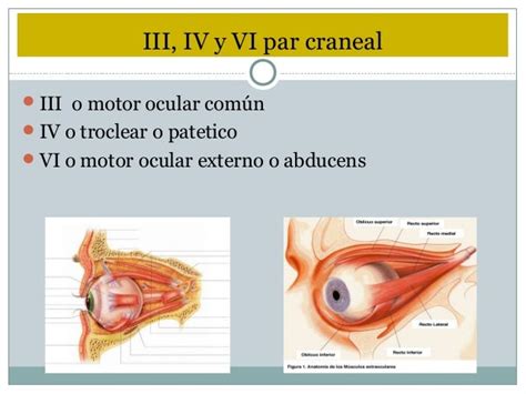 Iii Iv Vi Pares Craneales Y Oftalmoscopia