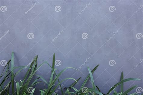 Smooth Grey Background With Copy Space On Top And Green Plant Grass In