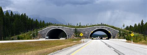 Wildlife Crossings An Innovative Solution To Wildlife Migration