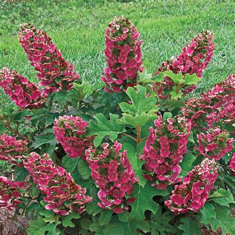 Oakleaf Hydrangea Ruby Slippers