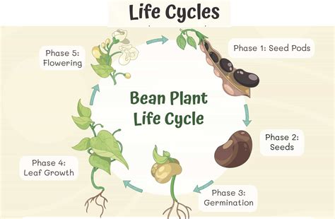 Bean Plant Life Cycle Worksheet