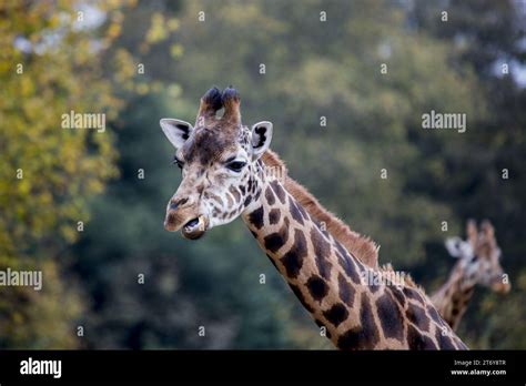 Graceful Giraffe Giraffa Camelopardalis Captured In Its African Savannah Habitat Recognized