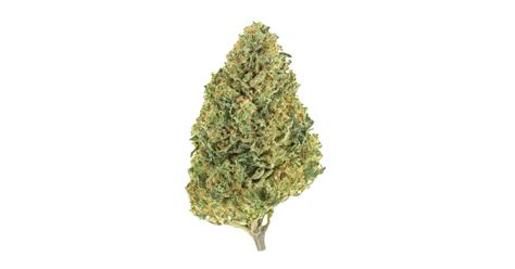 Golden Sands Cannabis Strain Information Growdiaries