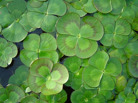 Marsilea Mutica Ozwatergardens