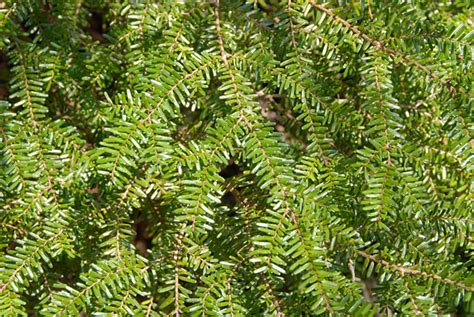 Tsuga Diversifolia