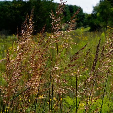 Indian Grass