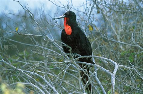 军舰鸟在一棵干燥的树枝上，侧视