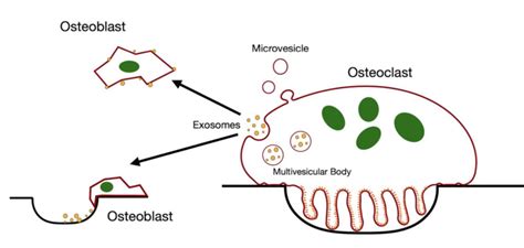 Rank Containing Ev Stimulation Of Rankl Reverse Signaling Pathway Download Scientific Diagram