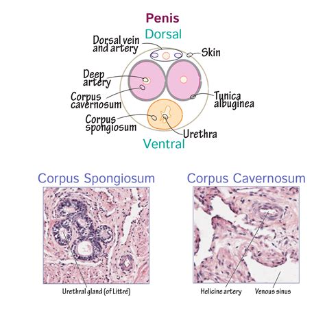Review And Update Of The Anatomy Of The Penis Enck